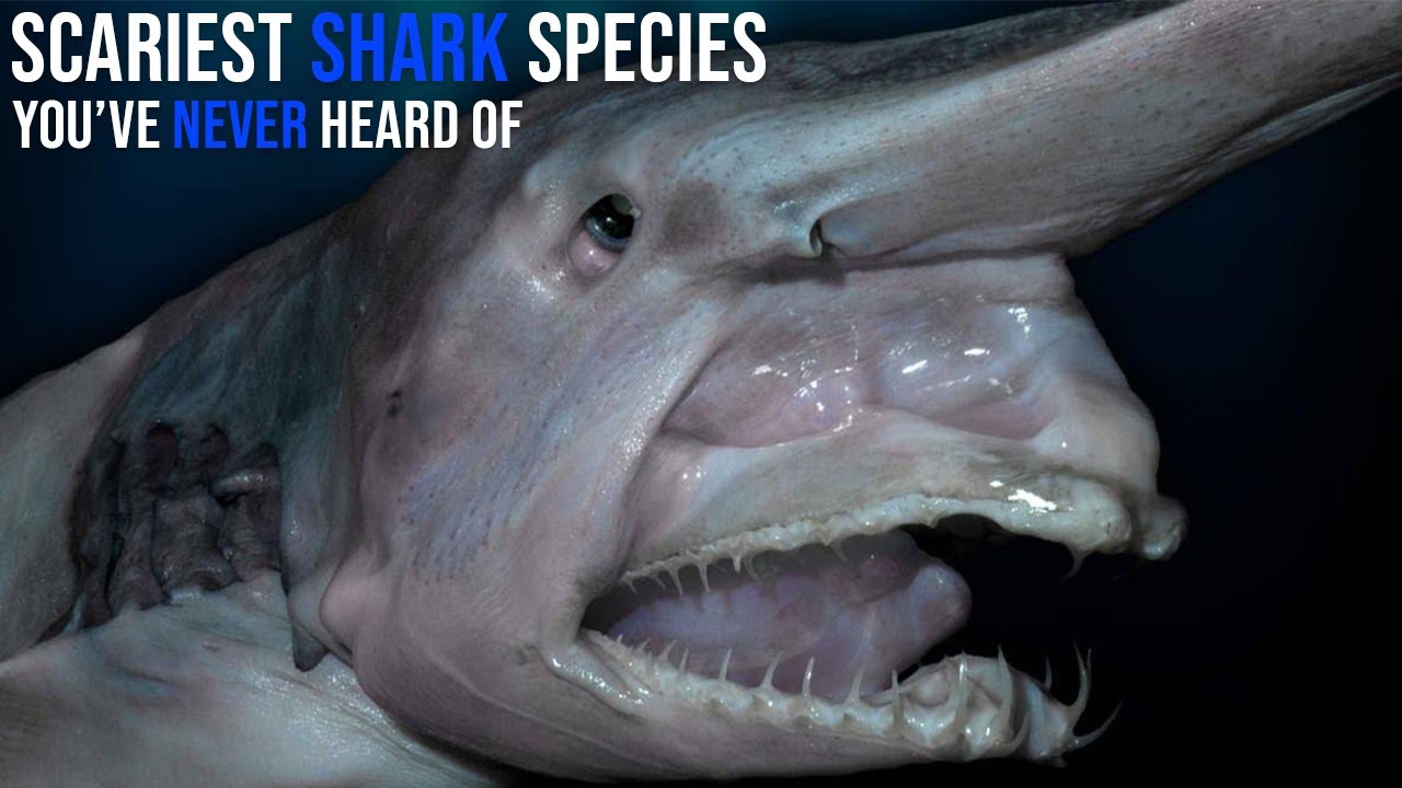 Top 10 Scariest Sharks