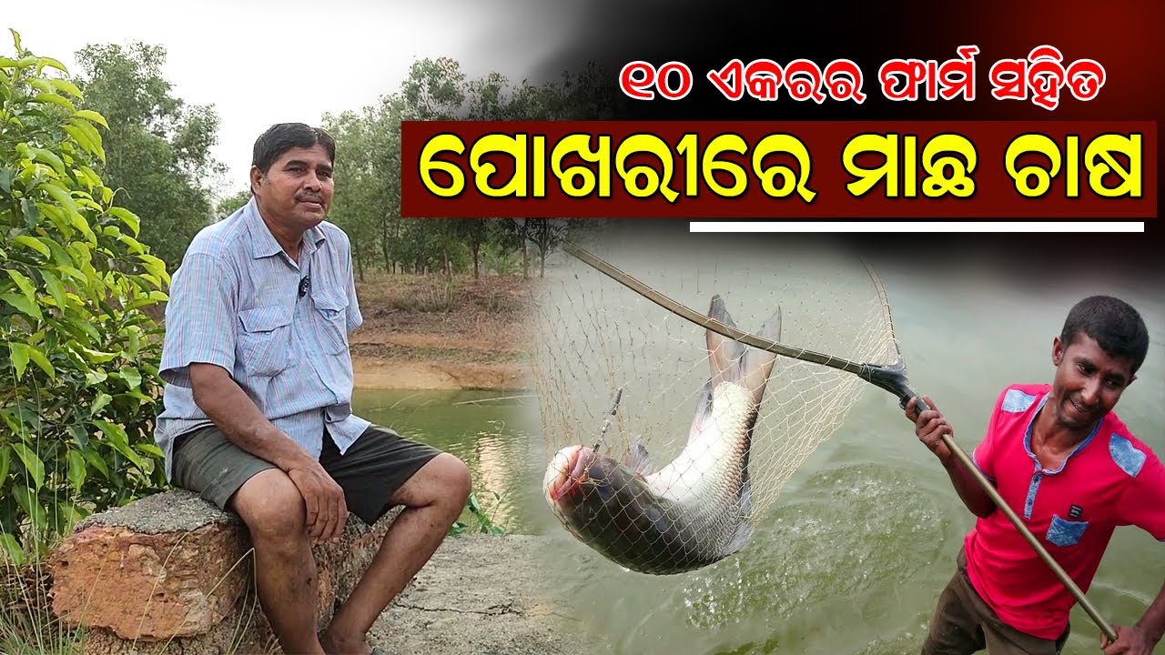 10 ଏକରର ଫାର୍ମ ସହିତ ପୋଖରୀରେ ମାଛ ଚାଷ || Fish Farming in Odisha ...