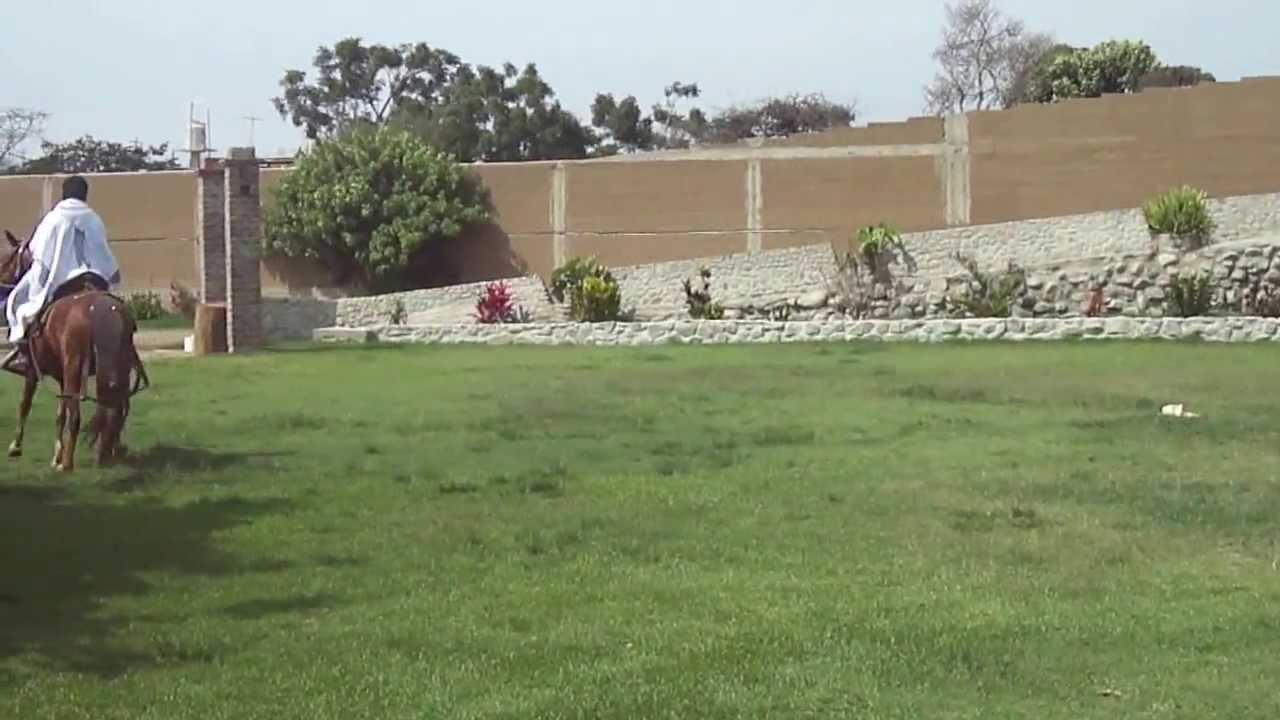 Caballo de Paso en el Rey Sol- Campiña de MOche _ TRujillo Perú - YouTube
