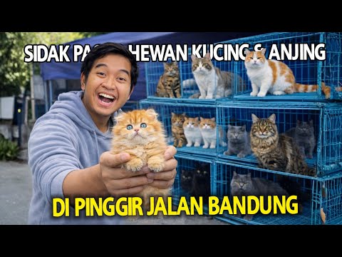 SIDAK PASAR HEWAN PINGGIR JALAN BANDUNG BUAT NAMBAH KUCING LAGI?!
