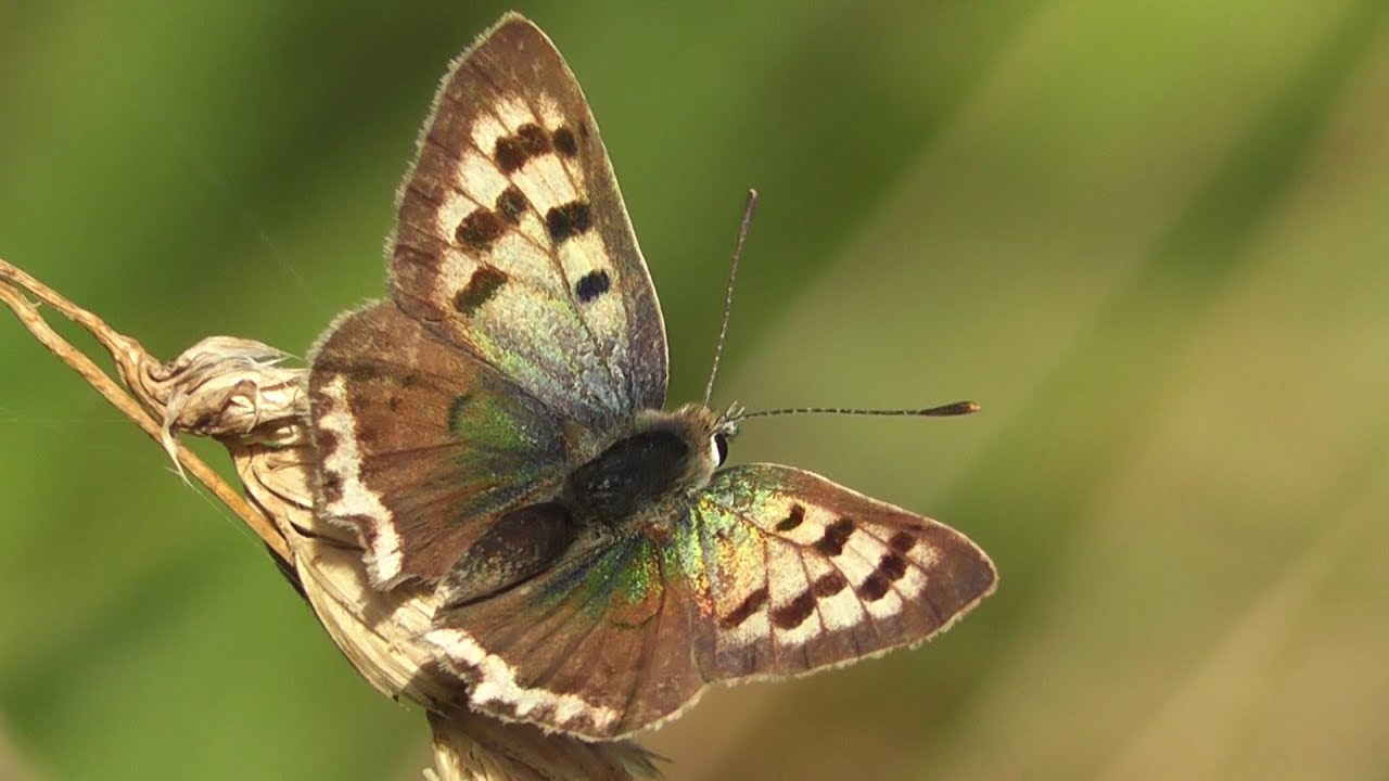 Small Copper Butterfly aberration Schmidtii - YouTube