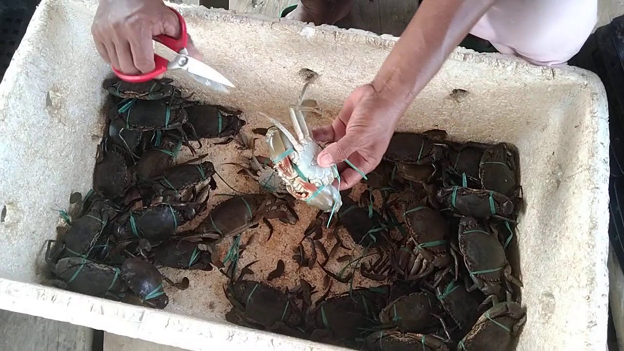 Cara bibit kepiting bakau jadi kepiting lunak (Asoka) - YouTube