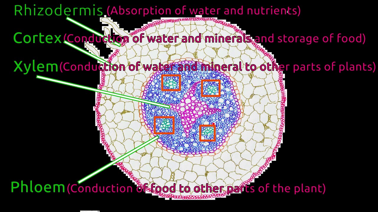 Structure of Root - YouTube