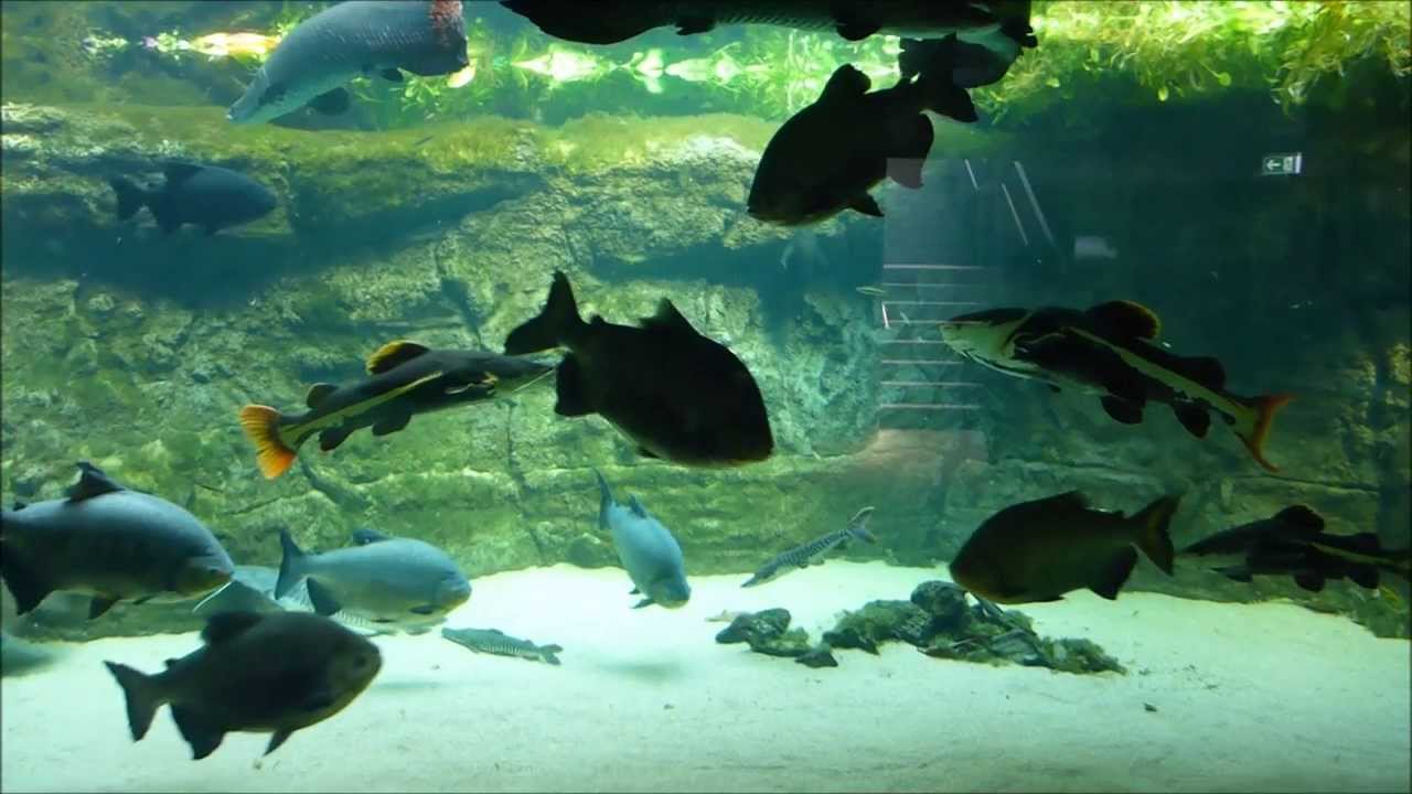 Amazonas Exhibit at the Blue Planet (Den Blå Planet) - YouTube
