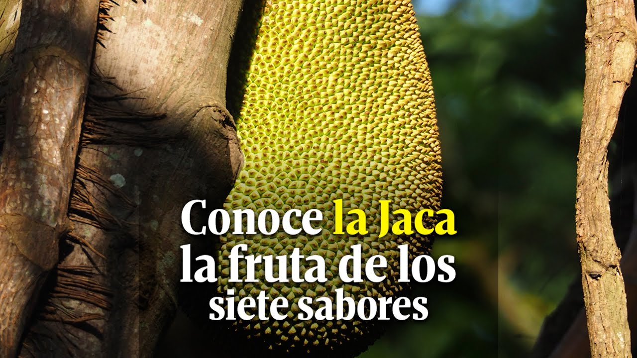Conoce la Jaca, la rara y beneficiosa fruta de los siete sabores - YouTube