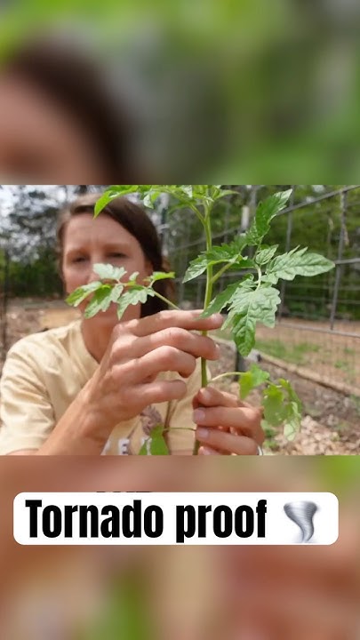 Tornado Proof your Tomatoes 🍅 🌪️ - YouTube