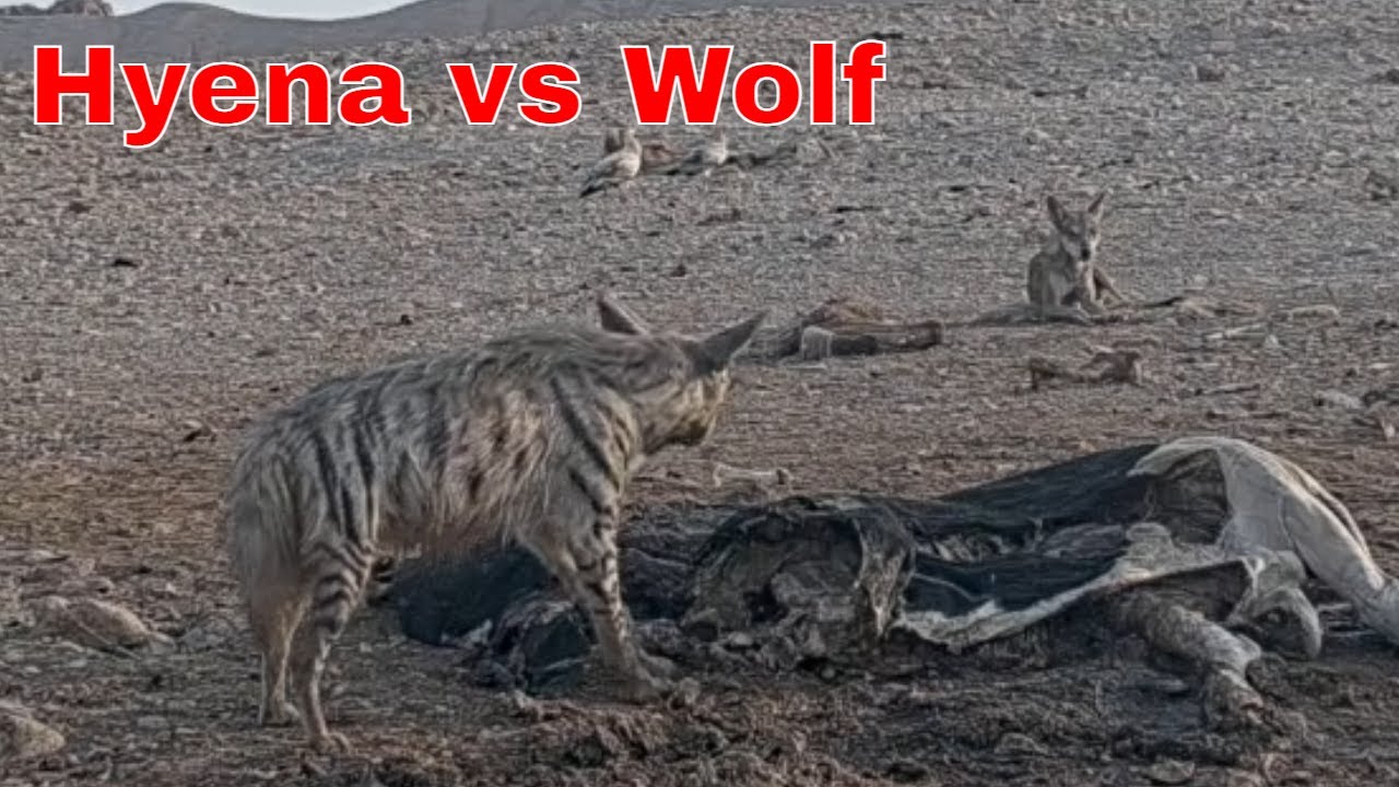 Huge Striped Hyena Confronts Arabian Wolf Over Carcass 🐺🆚🦁 #Wildlife # ...