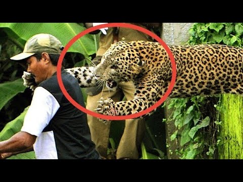 Leopard Attack People : Top 12 Leopard Attack Human | Leopard Attack In ...