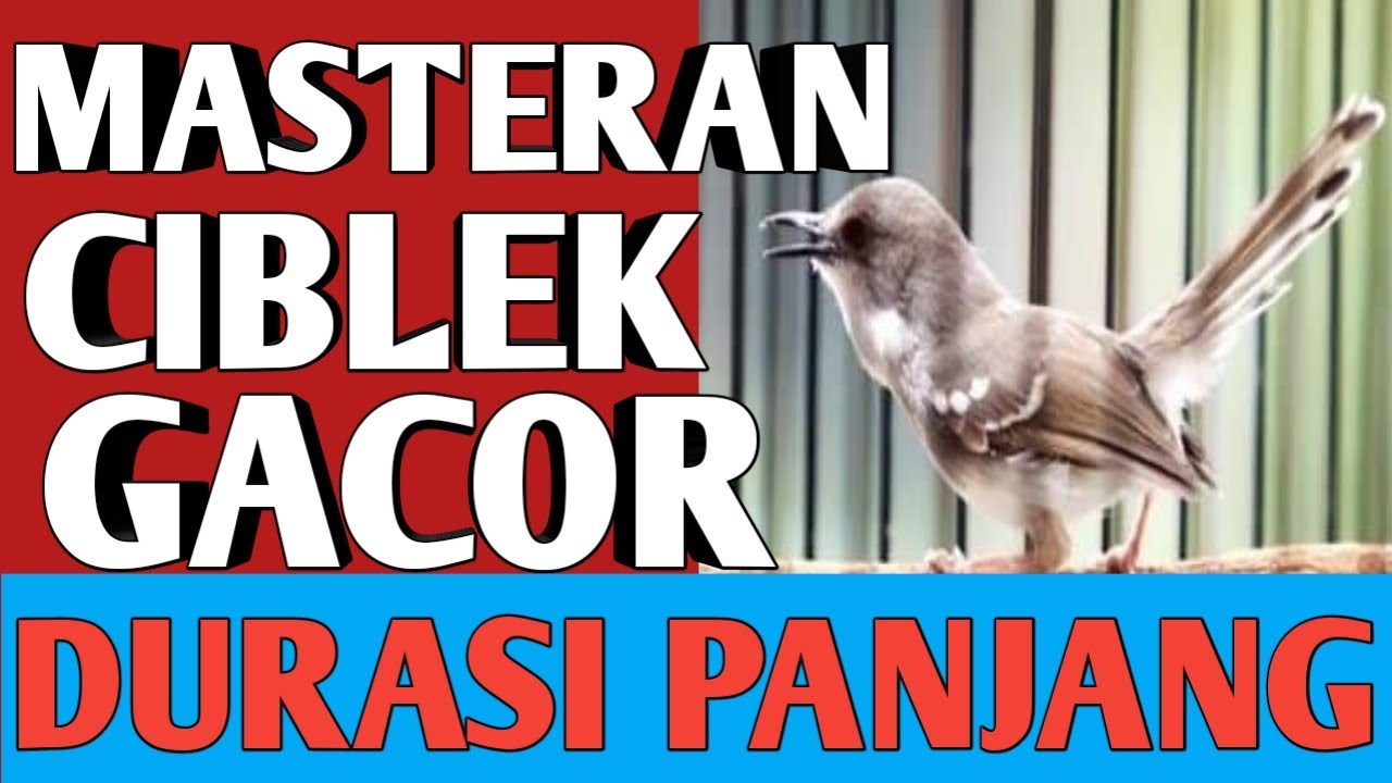 Ciblek kristal super gacor durasi panjang - YouTube