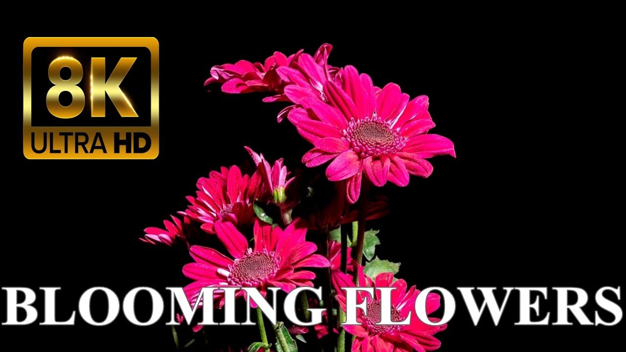 BLOOMING FLOWERS 8K Ultra HD Timelapse Video - YouTube