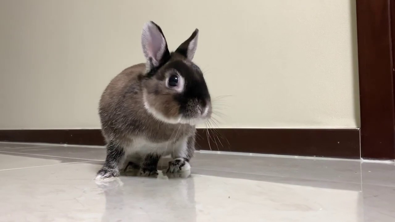 1 minute of cuteness!!! 🐰Abigail the Bunny Rabbit - YouTube