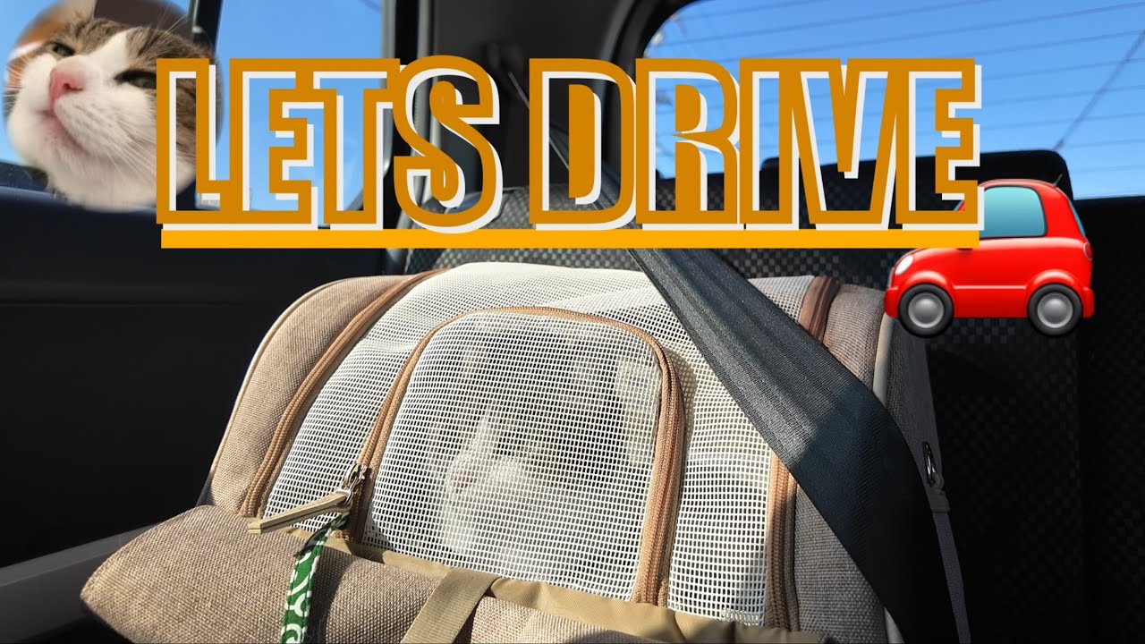 レッツドライブ🚗😹【LETS DRIVE‼︎】 - YouTube