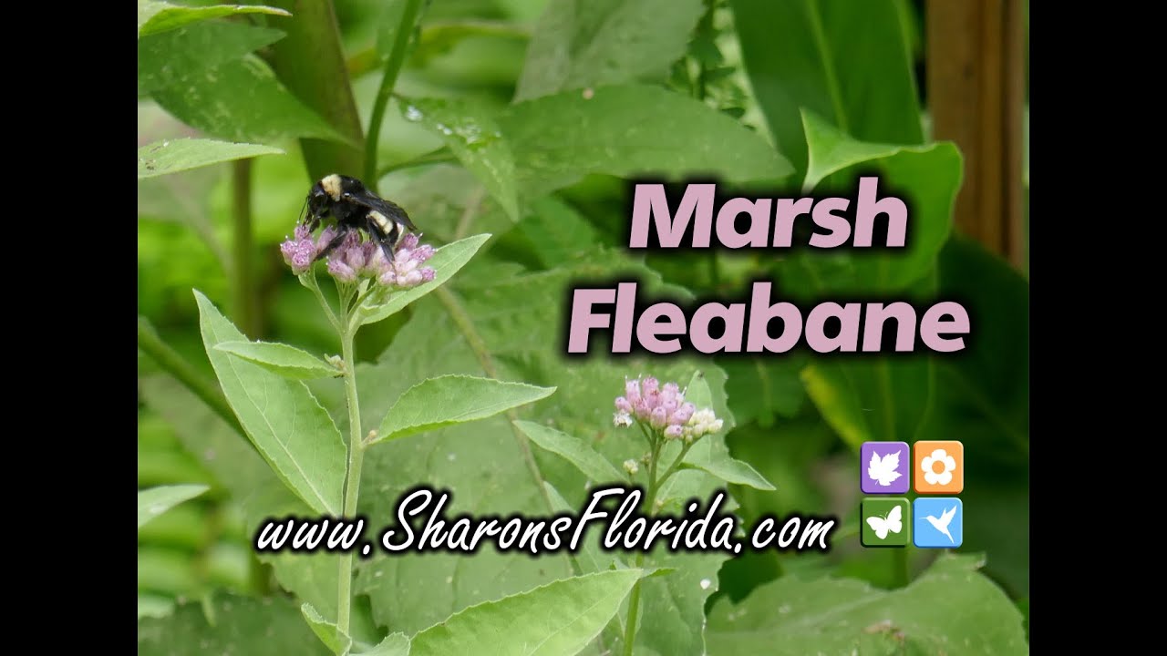 Marsh Fleabane (Pluchea odorata) - YouTube