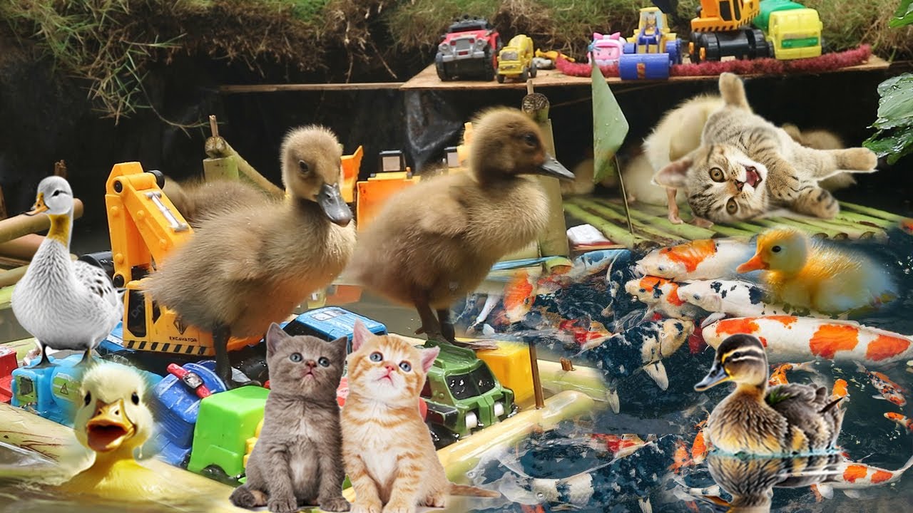 TERPERANGKAP DI DALAM KOLAM ANAK ITIK LUCU BERSAMA IKAN WARNA WARNI DAN ...
