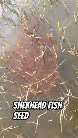 snek head fish seed #fish #fishing #seafood #bigfish #sneakerhead - YouTube