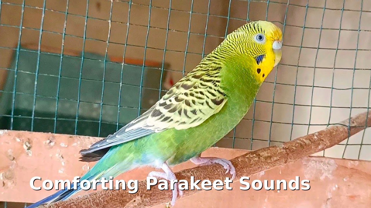 Parakeets Chirping | Comforting Sounds For Lonely Birds 🐦🎶 - YouTube