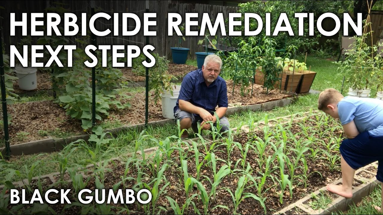 Herbicide Remediation Experiment Continues || Black Gumbo - YouTube