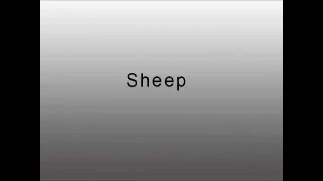 How to pronounce sheep - YouTube