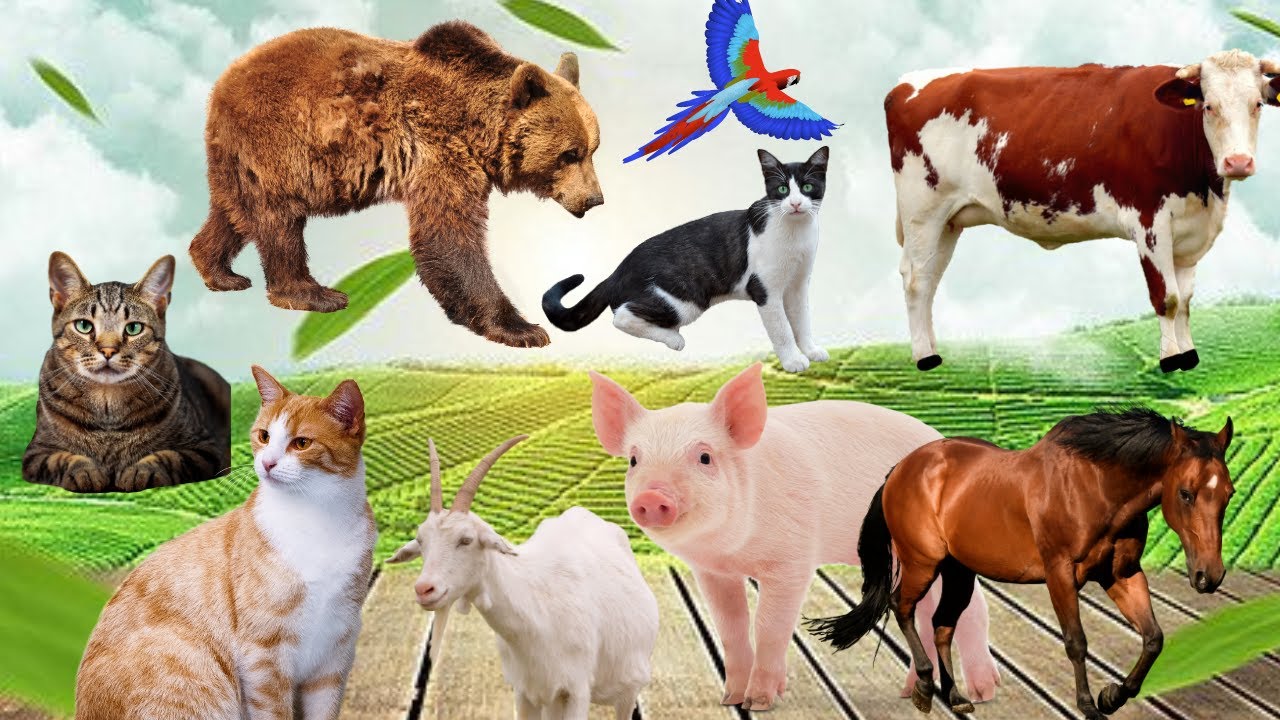 ANIMAL SOUNDS I Cute Animal Sounds Video Compilation 2023 - YouTube