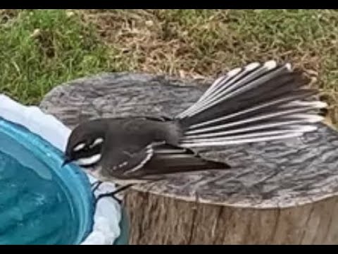 Beautiful but hyperactive Grey fantail has a bath – Australian bird ...