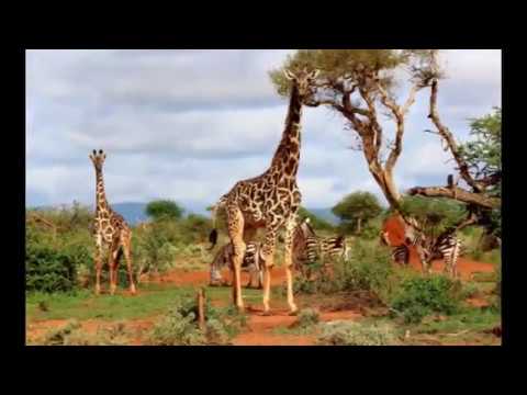 Let's play and learn together wild animals - YouTube