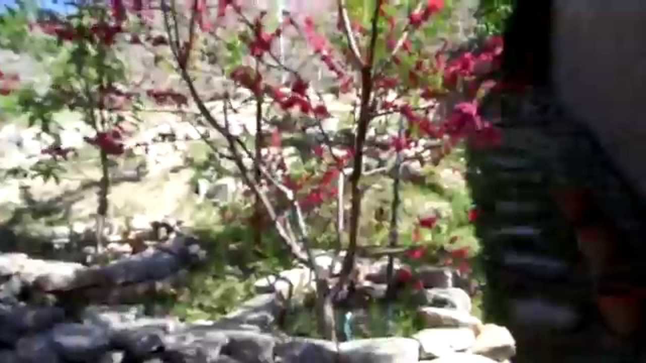 Shocking Pink Red Baron Peach Tree by fruitmommy - YouTube