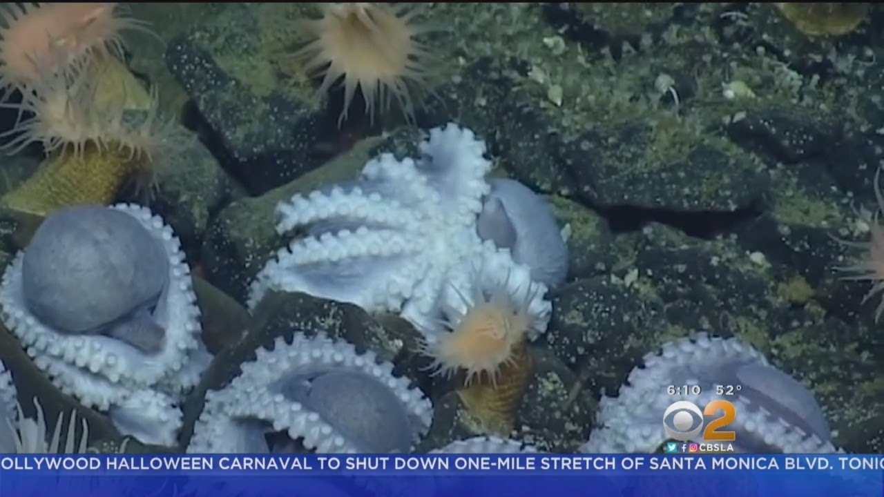 Deep Sea Dive Discovers Large Cluster Of Brooding Deep Sea Octopuses ...