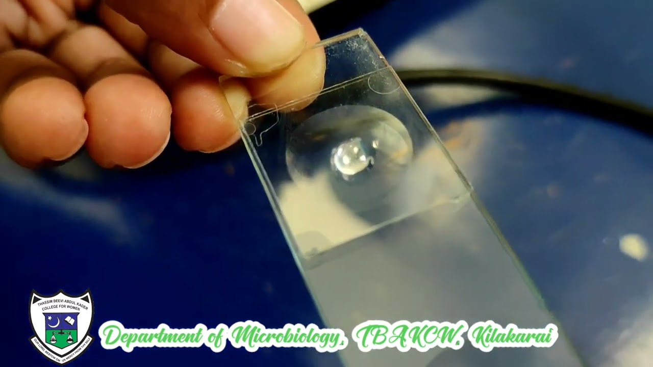 Hanging drop method - Bacterial motility - YouTube