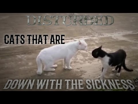𝙳𝚒𝚜𝚝𝚞𝚛𝚋𝚎𝚍 𝙲𝚊𝚝𝚜 𝚃𝚑𝚊𝚝 𝙰𝚛𝚎 𝙳𝚘𝚠𝚗 𝚆𝚒𝚝𝚑 𝚃𝚑𝚎 𝚂𝚒𝚌𝚔𝚗𝚎𝚜𝚜 🐈🤘 @DisturbedMusic # ...
