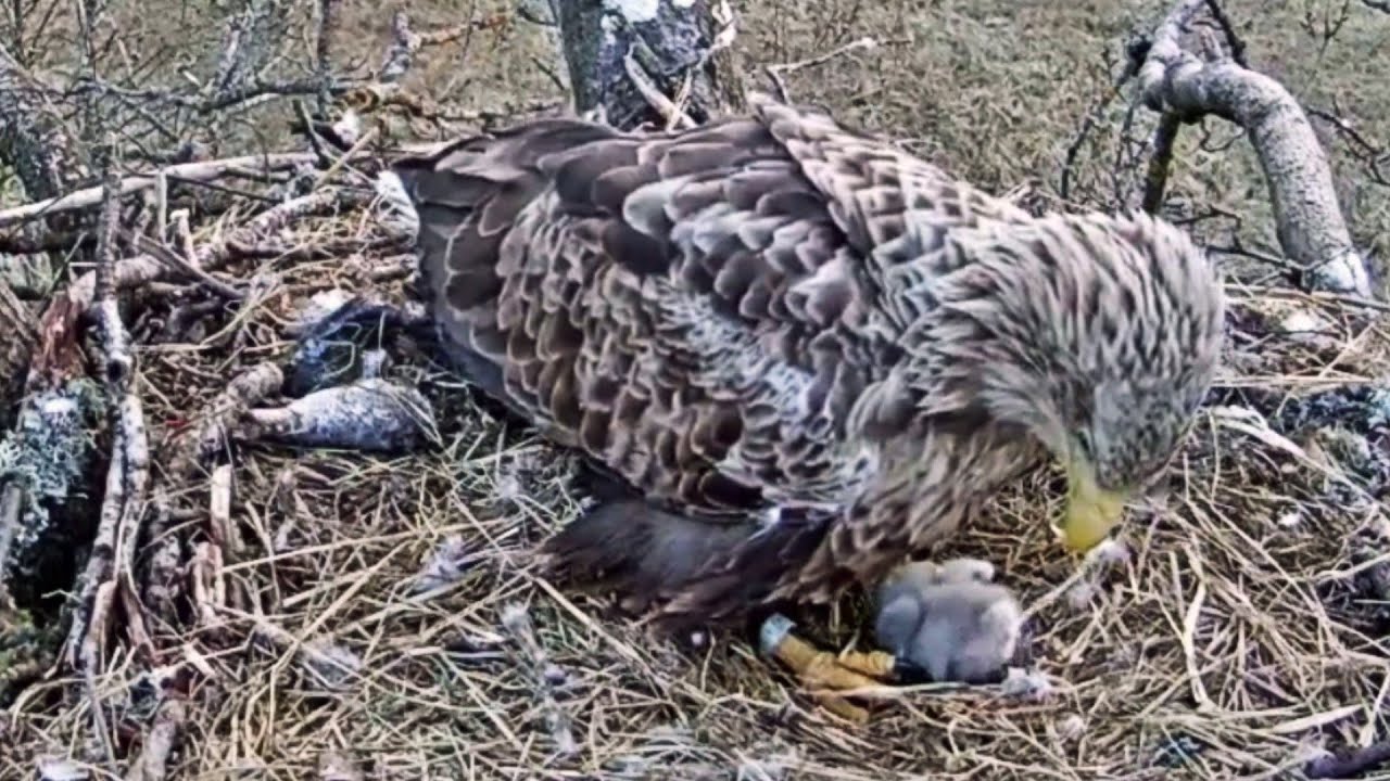 Merikotkas::White tailed eagles~Strange parent changeover~5:55 am 2023 ...