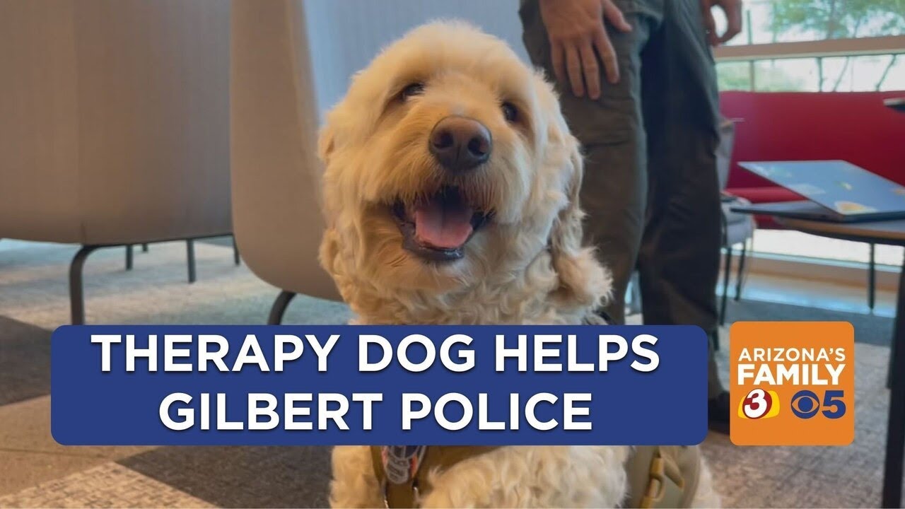 Gilbert police introduces new therapy dog in training - YouTube