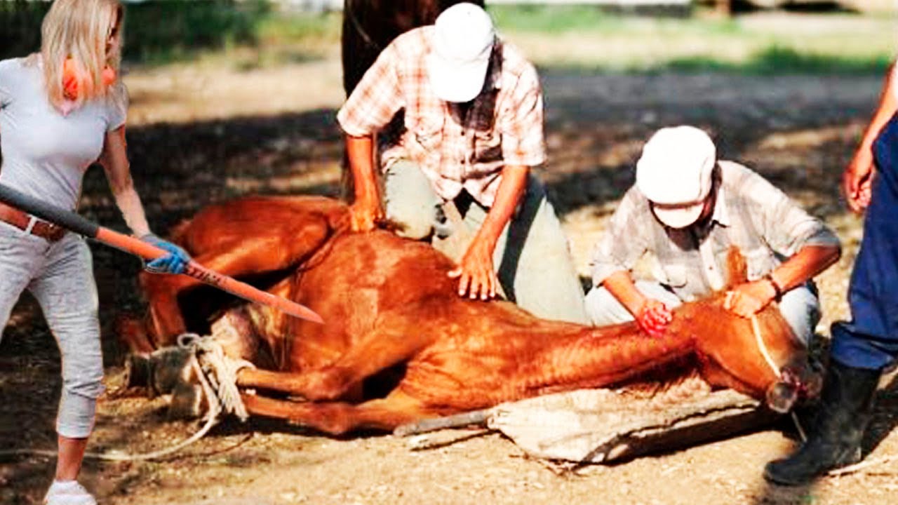 🐴HORSE WITH A BROKEN HOOF — Headed for Slaughter? Horse Hoof ...