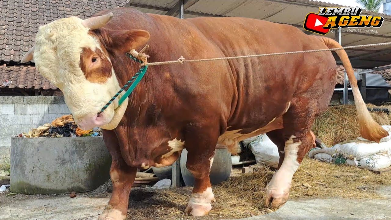 SAPI KELAS KONTES SEHARGA RATUSAN JUTA - YouTube