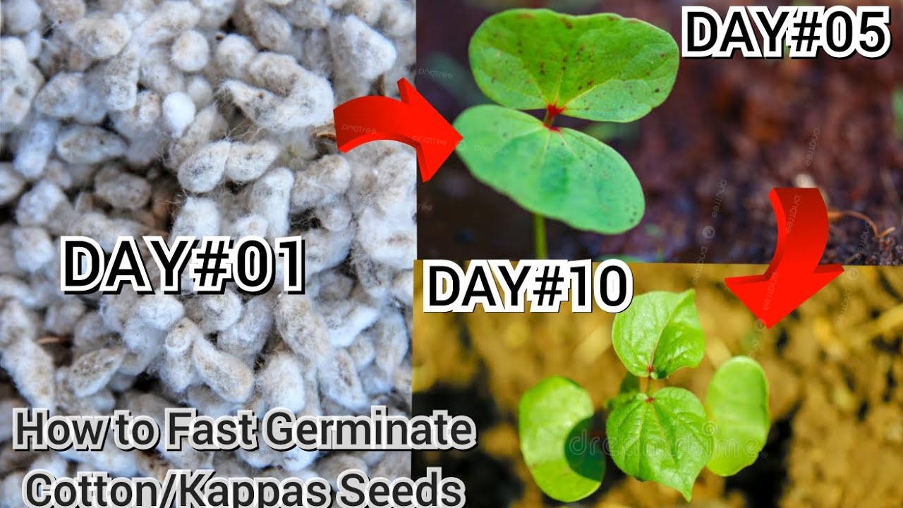 How to Grow Cotton plants from seeds at home || Best and Fast Method to ...