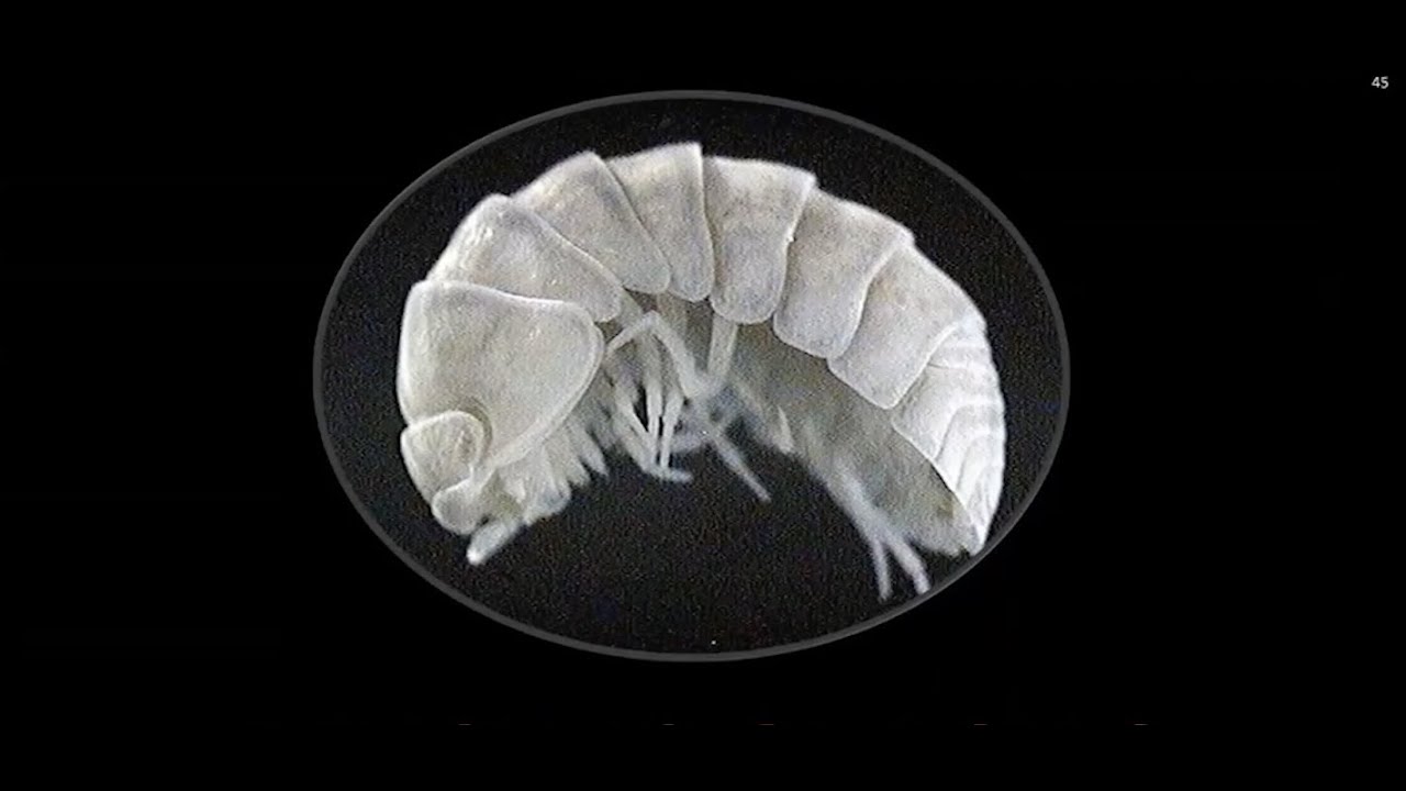 Invasión silenciosa de crustáceos terrestres exóticos - YouTube