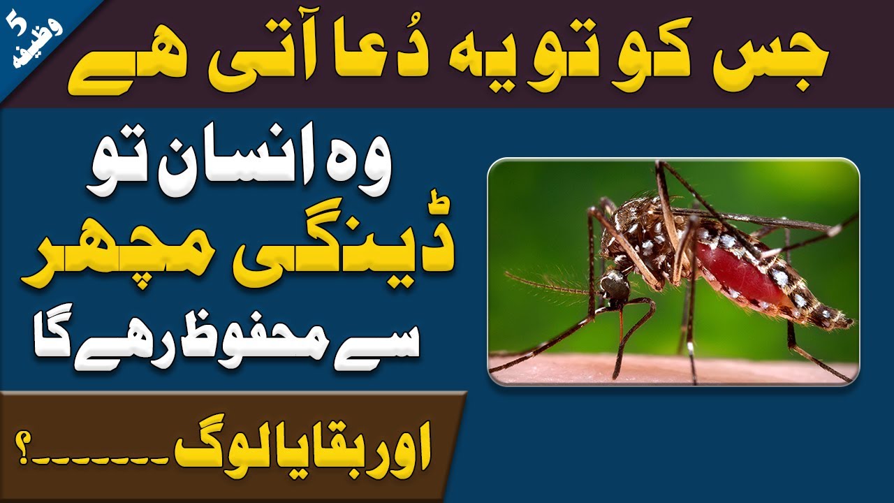 Protect yourself from dengue | Dengue ki Dua | Dengue Machar - YouTube