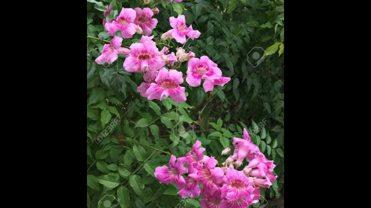 Pink Trumpet Vine flower plant / bignonia /gulabi ranashing / - YouTube