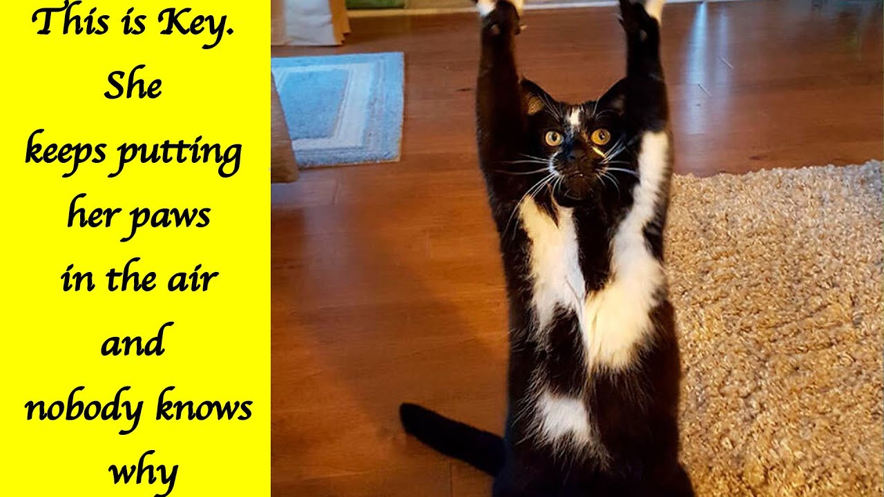 50 Cat Memes So Relatable, You’ll Wish Your Cat Had an Account! - YouTube