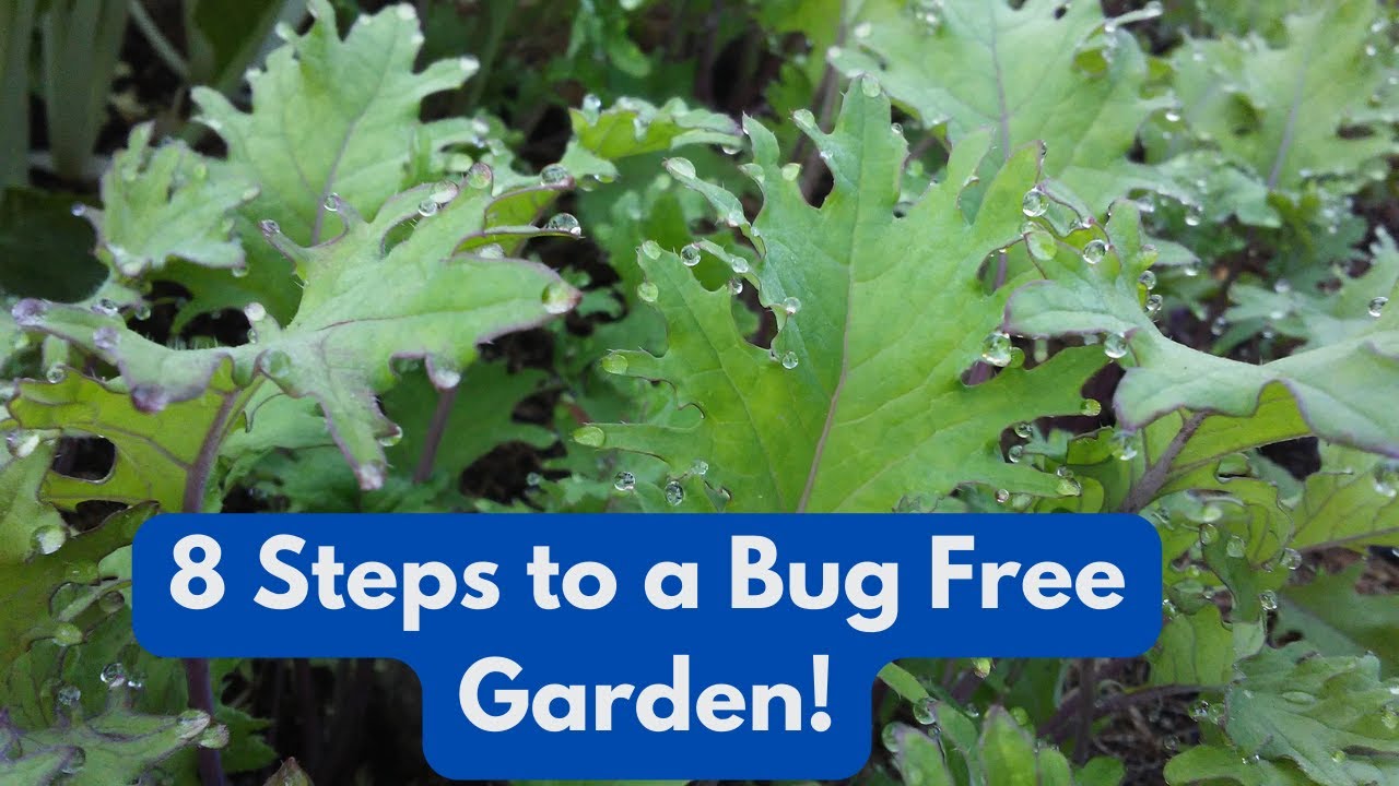 8 Steps to a Bug Free Garden! - YouTube