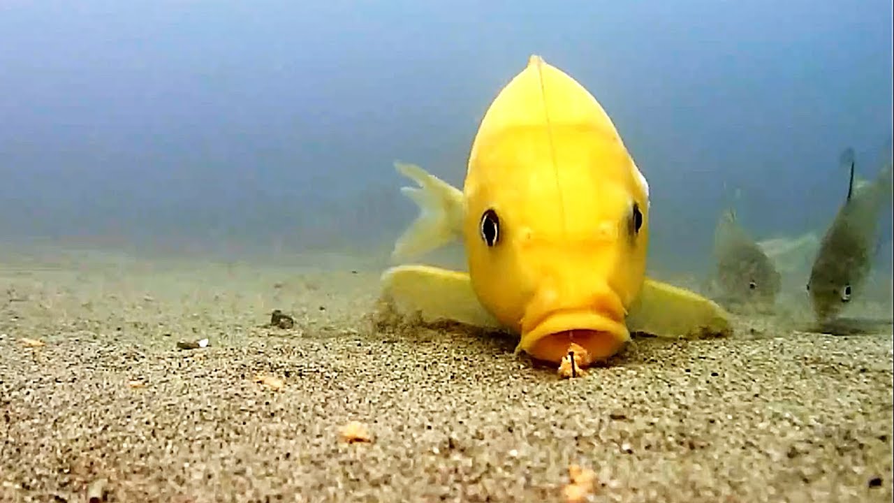 HD underwater fishing see how fish get hooked - YouTube
