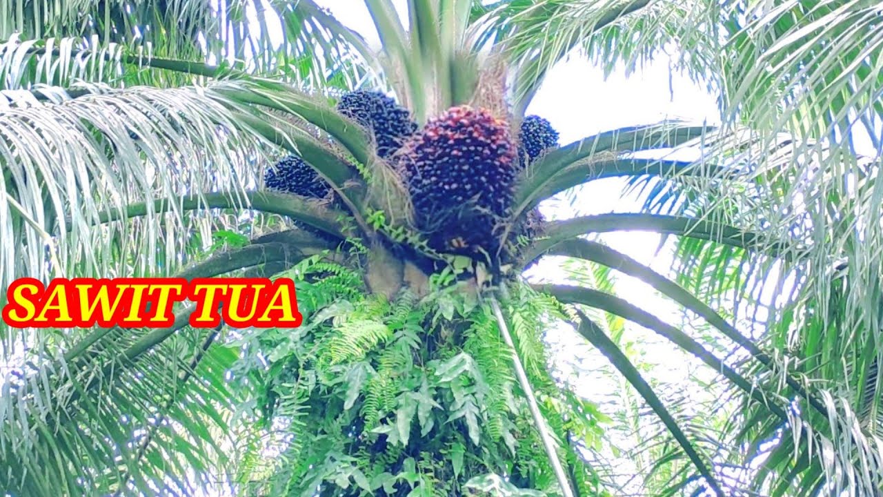 panen sawit petani marihat super padat - YouTube