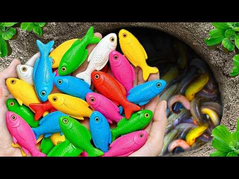 Catch beautiful aquarium fish in small pond baby turtles, eels, pencil fish, shrimp blu, molly fish.