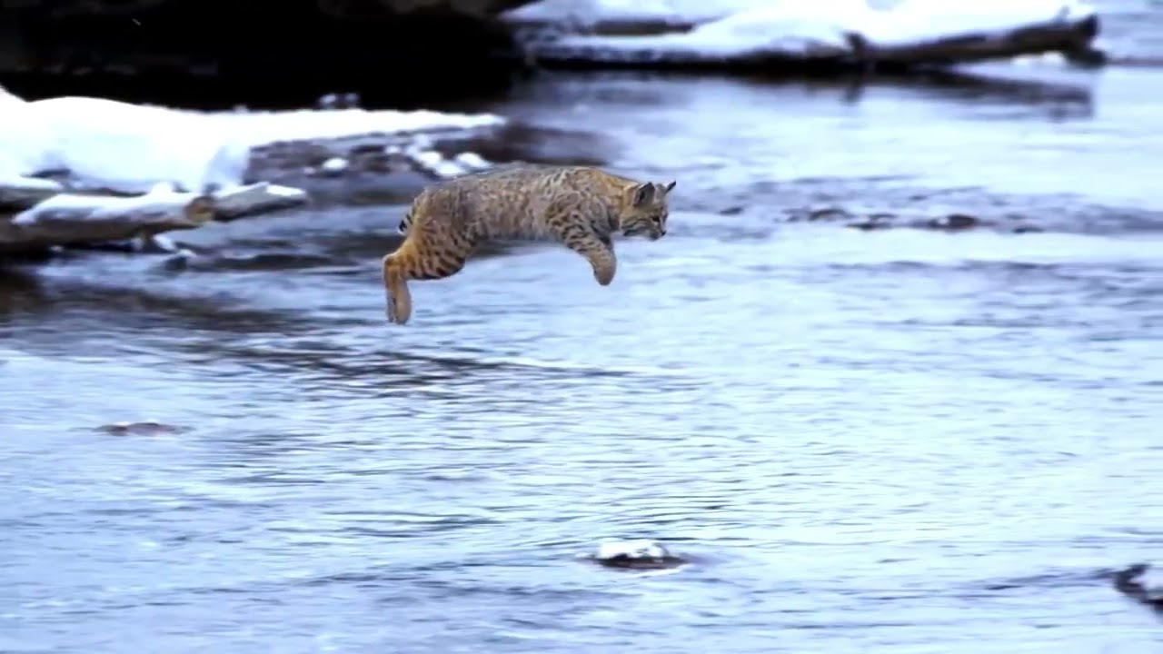 Bobcat jumping over a river in super slow motion... #slomo #bobcat # ...