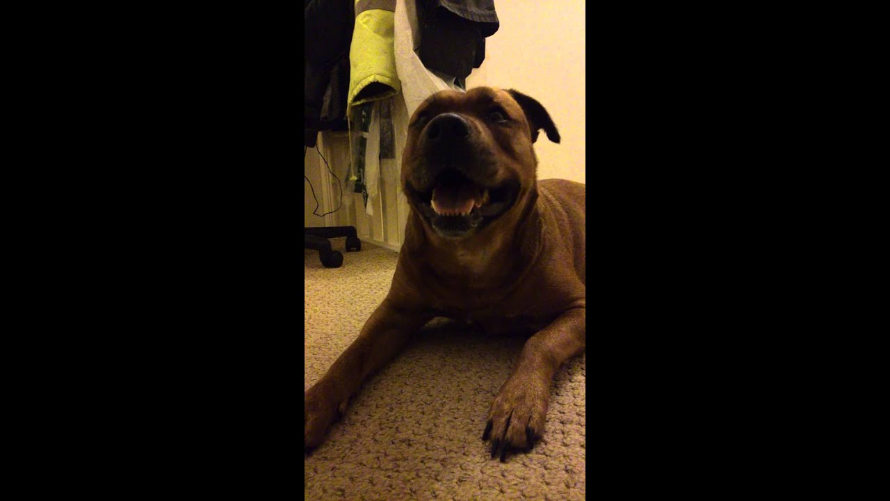 Rottweiler cross staffy Fully Grown - YouTube