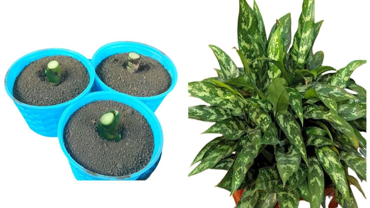 Chinese Evergreen (Aglaonema) Stem Cutting propagation - YouTube