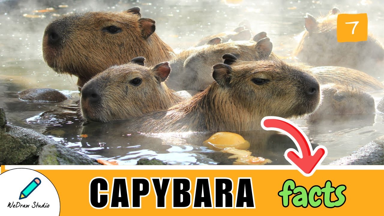 All About Capybara Facts 🐾 - The Largest Giant Rodents | Info & More ...