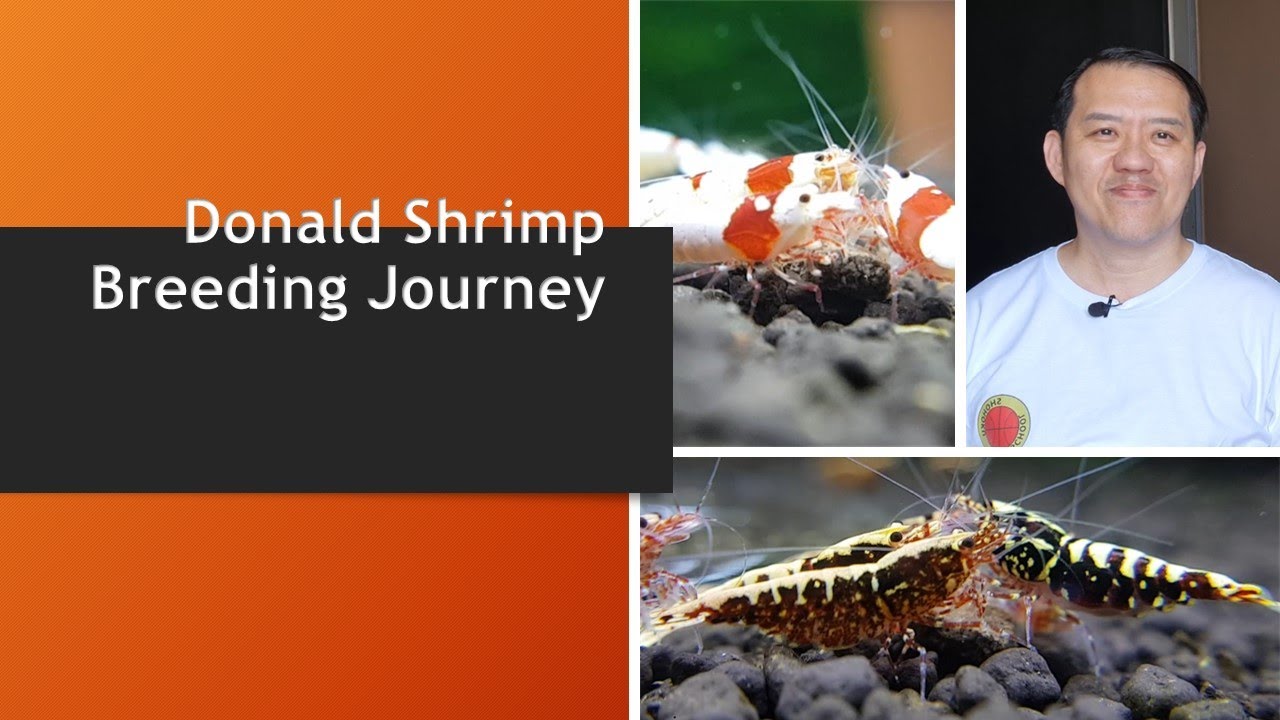 Donald Shrimp Breeding Journey - YouTube