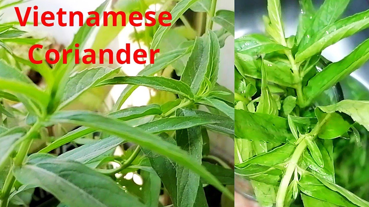 How to Grow Habak Leaves Malayalam/ Propagation of Vietnamese Coriander ...
