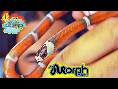 My Snake Collection 2023. Snake boxing video for a birthday surprise ...