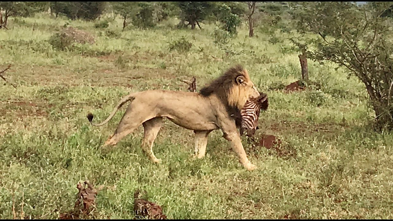 Lions fight over ZEBRA HEAD in Kruger National Park | Our Global Guide ...